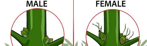How To Tell The Difference Between Male And Female Plants Estagecraft