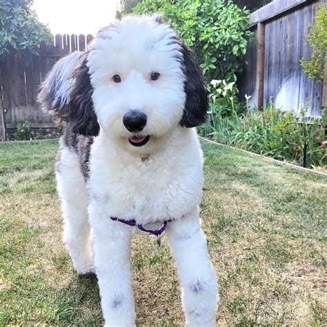 Meet The Real Life Snoopy Bayley The Playful Mini Sheepadoodle
