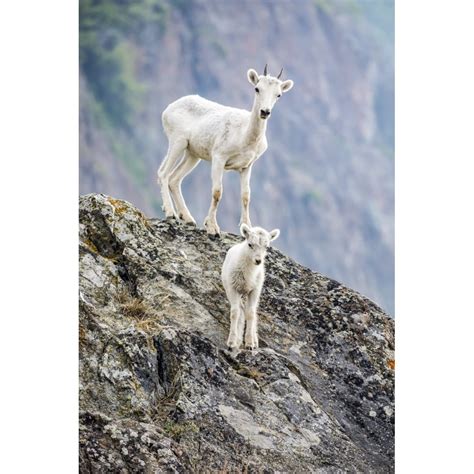 A Lamb And An Older Dall Sheep Look At Camera From Their Rocky Hillside