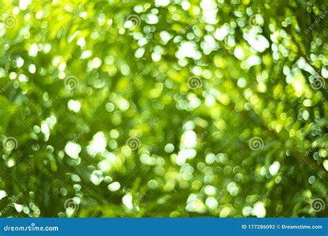 Fondo Verde Fresco Con Boquilla Borrosa Abstracta Y Luz Solar De Verano