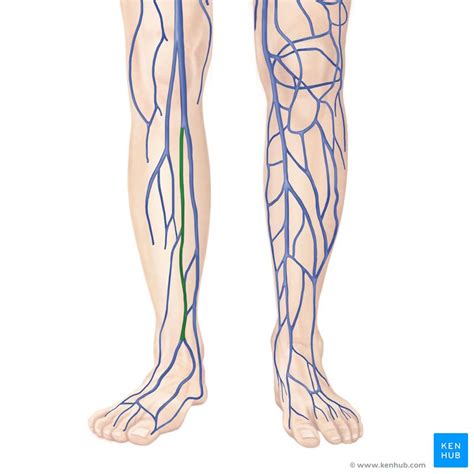 Anterior Tibial Veins Origin Course Drainage Kenhub