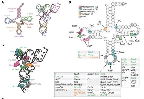 Rna Modifying Enzymes Shape Trna Biogenesis And