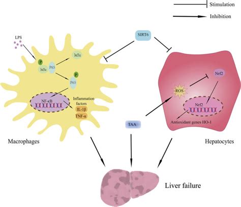 Sirt6 Activator Ubcs039 Inhibits Thioacetamide Induced Hepatic Injury