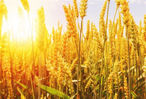 밀 필드입니다 황금 밀의 귀 닫습니다 아름 다운 자연 일몰 풍경입니다 빛나는 햇빛 아래 농촌 풍경입니다 초원 밀 필드의 귀를