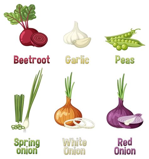 Premium Vector Root Vegetables Set On White Background