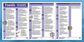 Fossils Mind Map Fossils Research Teacher Made Twinkl