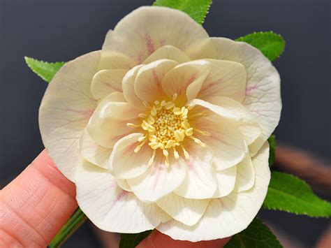 Yahoo オークション 083 Ddイリュージョン×ddいろは 開花株 クリス