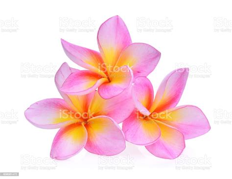 Frangipani 꽃 흰색 배경에 고립 0명에 대한 스톡 사진 및 기타 이미지 0명 꽃 나무 꽃 식물 Istock
