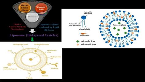 Representation Of Dox Loaded Liposome And Their Composition A