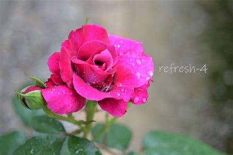 雨が降る前に Refresh 4