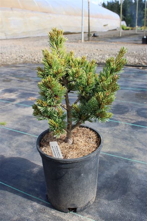 Buy Pinus Parviflora Tayo Nishiki Japanese White Pine Conifer Kingdom