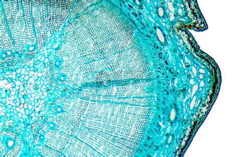 松木成熟木材横截面带有松属常绿针叶树显微切片的光学显微镜载玻片植物解剖高清图片下载 正版图片503416765 摄图网