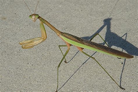 Dead Praying Mantis Meaning And Symbolism