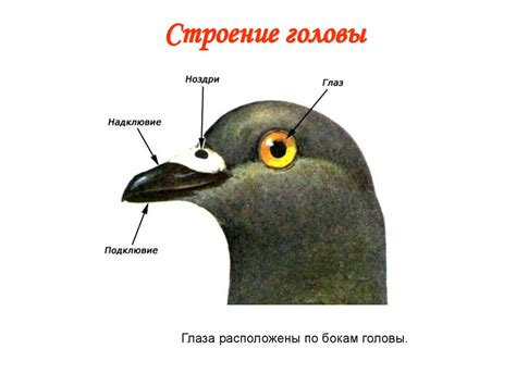 Общая характеристика и внешнее строение птиц презентация онлайн