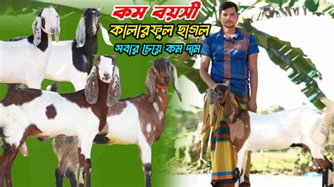 কম বয়সী খামার উপযোগী ছাগল। সবার চেয়ে কম দামে সংগ্রহ করুন। Youtube