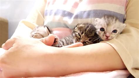 嬉しそうな顔で膝の上に登ってくる子猫達。全員集合すると幸せいっぱいの光景が♡ エウレカねこ部