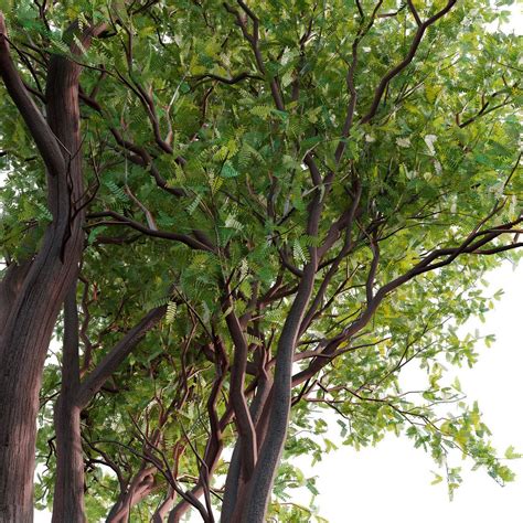 Prosopis Chilensis Chilean Mesquite Group 01 3d Model Download Maxve