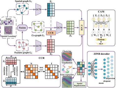 Figure 1 From Multi View Adaptive Fusion Network For Spatially Resolved Transcriptomics Data