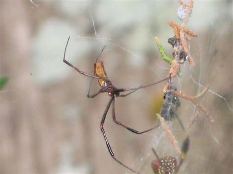 Male Trichonephila Clavipes Bugguidenet