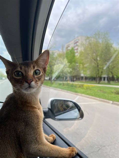 Пропала кошка Пикабу