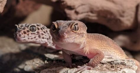 Why Do Leopard Geckos Scream? - A-Z Animals
