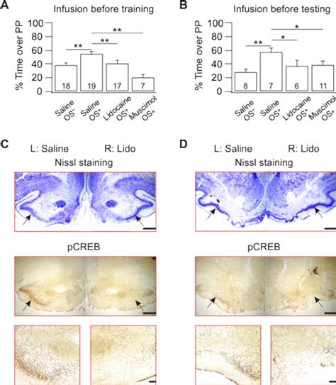 Figure 2 From The Anterior Piriform Cortex As A Locus For Early Odor