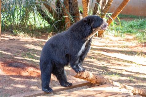 El Oso De Anteojos U Oso Andino Es Una Subespecie Que Habita En