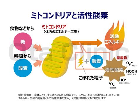 活性酸素（酸化ストレス、抗酸化力）測定 おおた内科消化器科クリニック