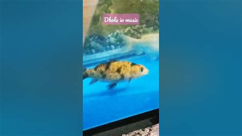 Shorts Youtubeshorts Shortvideo Fishlovers Fishvideos Fish