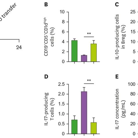 Adoptive Transfer Of B10 Cells Suppressed Il 17 Production In Ovx Mice