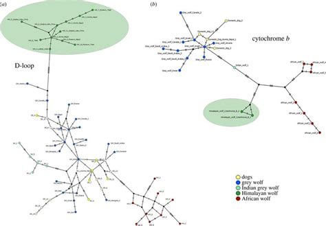 Median Joining Networks Based On A 242 Bp D Loop Haplotypes Of Canis