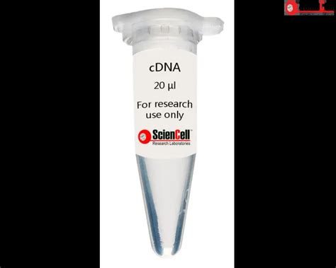 Human Intestinal Smooth Muscle Cell Cdna