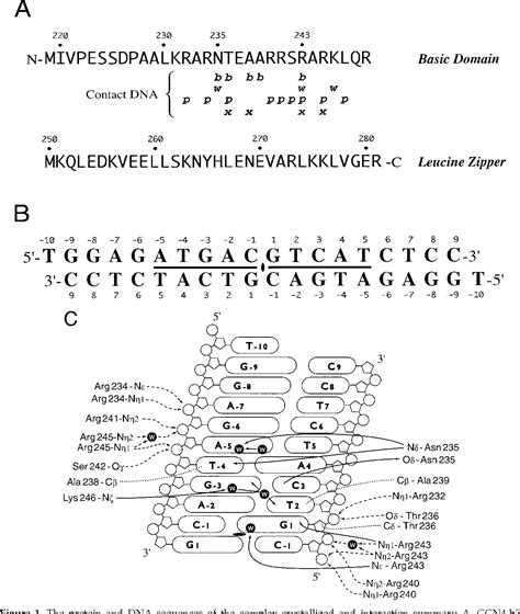 Figure 1 From Crystal Structure Of A BZIP DNA Complex At 2 2 A