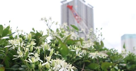 Plants And Flowers In Tokyo By Kei Narujima Clematis