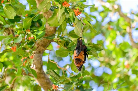 Premium Photo Flying Fox On Maldives Island Fruit Bat Flying