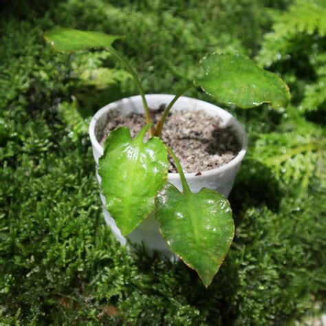 Cryptocoryne Longicauda Naturaqu