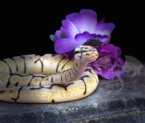 bumble bee ball python ball python snek bumble bee