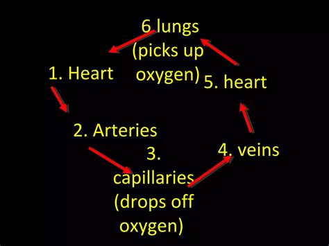 Cardiovascular System Notes Ppt