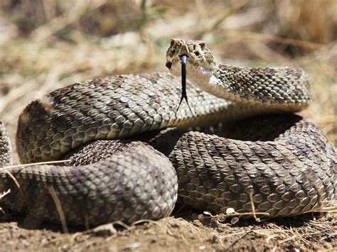 Tanaman Lidah Ular 51 Koleksi Gambar
