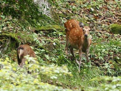 あっしには関わりねえ事でござんす by ex ICHIRO ID11363061 写真共有サイト PHOTOHITO