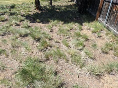 Idaho Fescue Fescue Native Garden Grassland