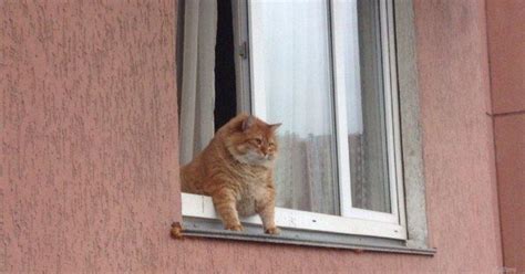 Забавные животные Adfave Эдфейв