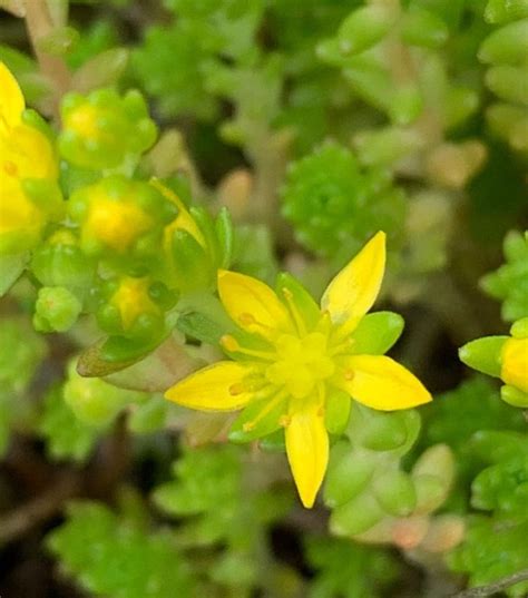 Sedum Japonicum Tokyo Sun Succulent City