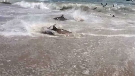 Video More Than 100 Sharks Captured In Ferocious Feeding Frenzy