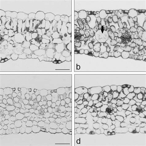 Anatomical Structure Of Leaves Collected From Plants Representing
