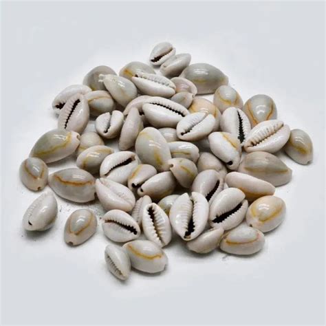 Shellkrafts Natural Cowry Sea Shell At ₹ 299 Kg In New Delhi Id