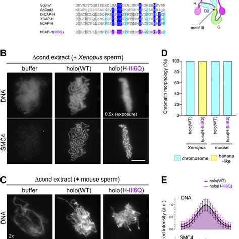 Cap H Motif Iii Mutant Complexes Assemble Chromosomes With Confined