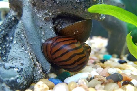 How To Remove Nerite Snail Eggs A Complete Guide