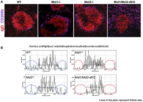 Frontiers The Mst1 Kinase Is Required For Follicular B Cell Homing