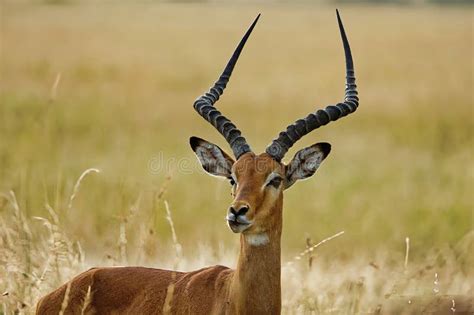 African Impala With Beautiful Portrait At Masai Mara National Park Kenya Africa Stock Image